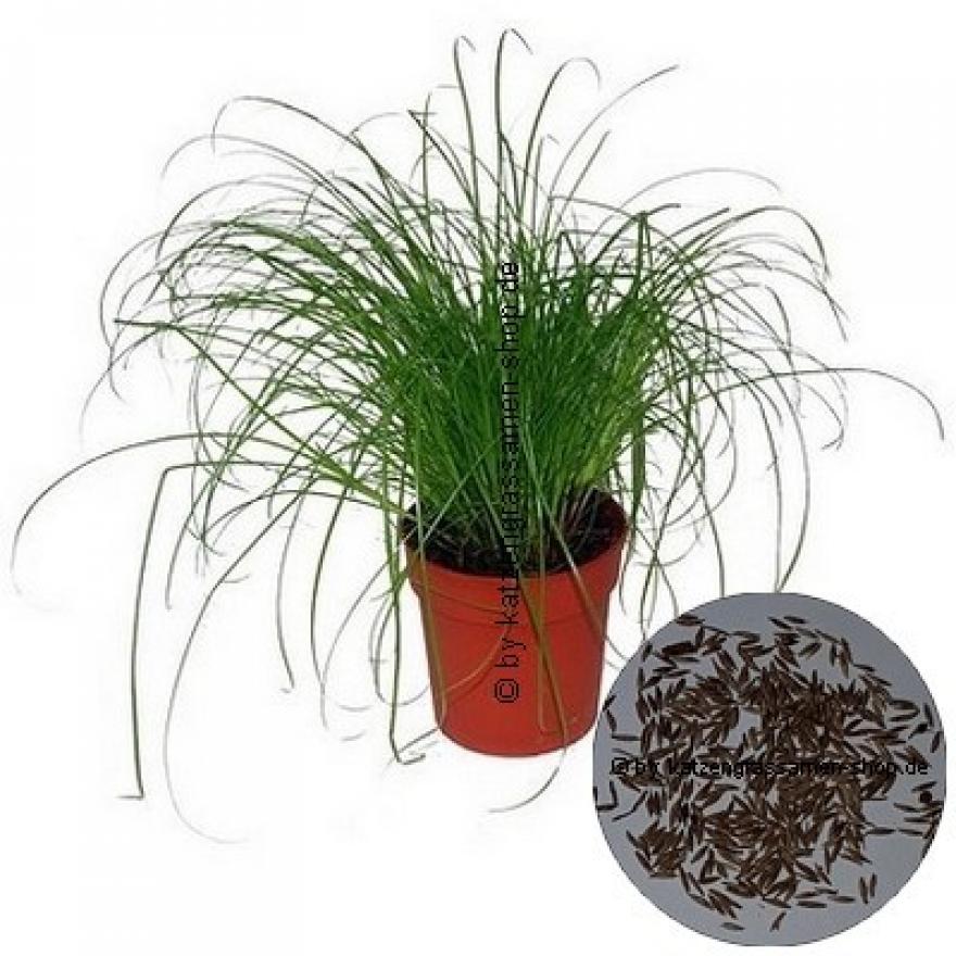 Die Webseite vom Kater Robby - Katzengras 100 Samen (Cyperus Zumula)